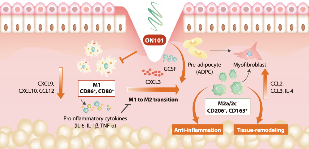 FESPIXON® Cream – 合一生技股份有限公司